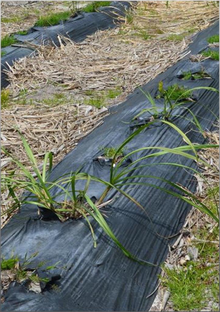 Investigation of the effect of polythene mulching for weed controlling ...